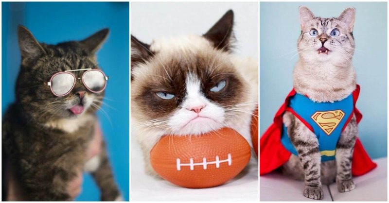 03 gatos que são mais digital influencers que você! | Zine Cultural